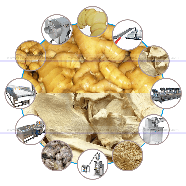 Ginger dryer,Ginger drying machine,Ginger dehydrator,Ginger processing ...