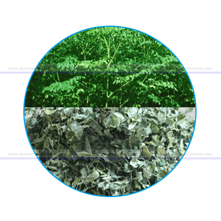 moringa leaf dryer moringa leaf drying machine moringa leaf dehydrator ...